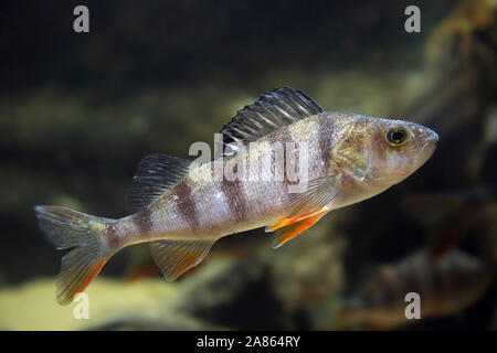 European river perch or Perca fluviatilis, carnivorous freshwater fish ...