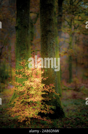 Autumn colours of a young beech tree (Fagus sylvatica), leaning over a ...