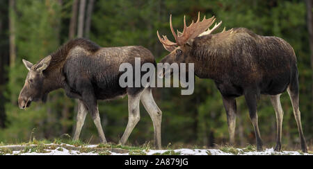 BLACK COW IN THE MEADOW CHEWING THE CUD Stock Photo - Alamy