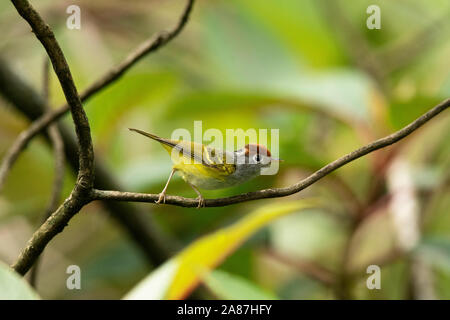 Chestnut-crowned warbler, Seicercus castaniceps, Mishmi Hills ...