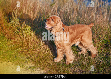 Englishl cocker spaniel on the grass Stock Photo - Alamy