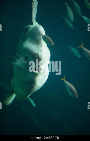 Mondfisch, Mond-Fisch, Klumpfisch, Mola mola, Sunfish, ocean sunfish ...