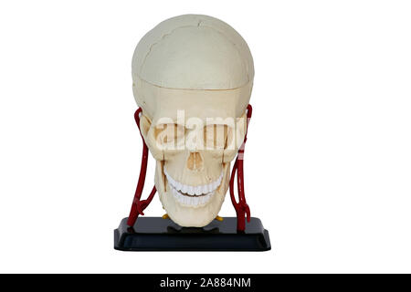 Plastic model of human skull with eyes and cranium opened to reveal ...