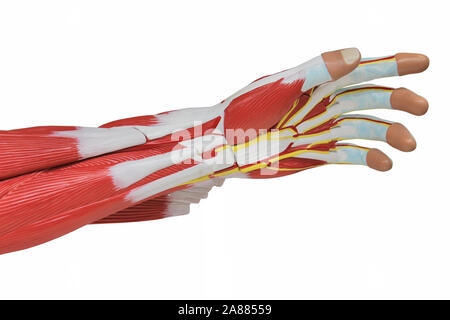Human anatomy hand. Muscular system. Bone structure. Vascular system ...