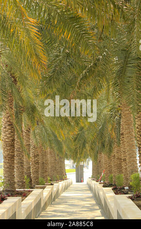 Row of palm trees in Kuwait City Stock Photo - Alamy