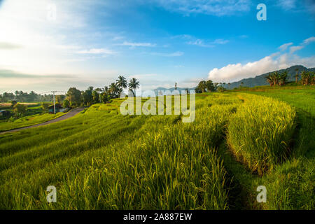 the natural beauty of Sumatra and the beautiful expanse of rice fields ...