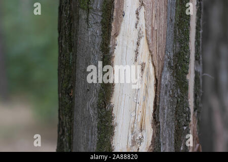 Dead tree with bark falling off Stock Photo - Alamy
