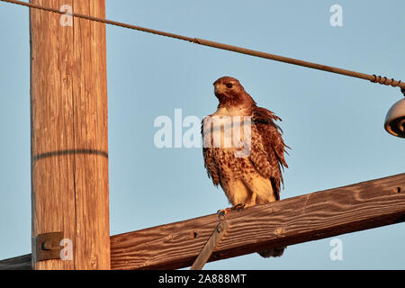 Red tailed hawk in Utah, USA Stock Photo - Alamy
