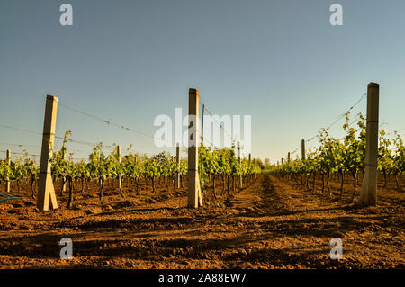 Cultivated vineyard on sunset light Stock Photo - Alamy