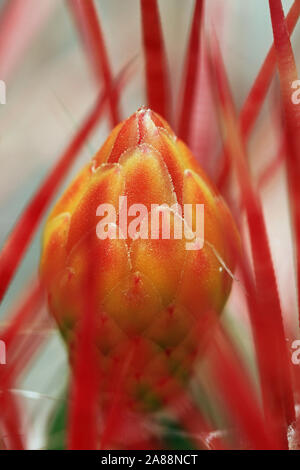 Kaktus ferocactus piliferus Stock Photo - Alamy