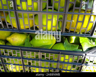 Fruit boxes full of lemon. Workers picking lemons and carrying the ...