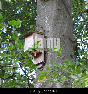 Bat roosting box on a tree, round woodcrete box for roosting bats in a ...