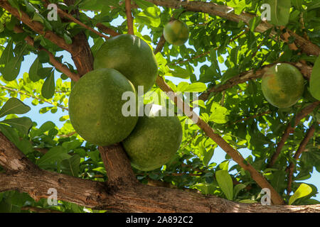 Sacred tree Bila from Hindu island Bali. Maja or mojo fruit is a ...