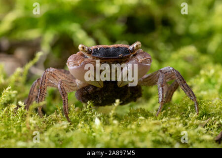 Metasesarma obesum,Marmorkrabbe,Marble Crab Stock Photo - Alamy