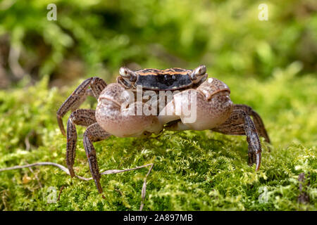 Metasesarma obesum,Marmorkrabbe,Marble Crab Stock Photo - Alamy