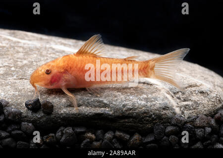 Corydoras catfish (Aspidoras C125 ROT), C125 RED Stock Photo - Alamy
