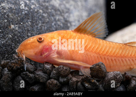 Corydoras catfish (Aspidoras C125 ROT), C125 RED Stock Photo - Alamy
