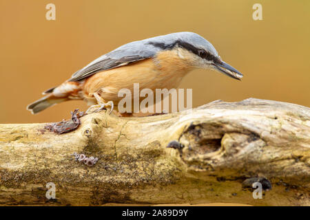 Nuthatch. Sitta europaea (Sittidae Stock Photo - Alamy