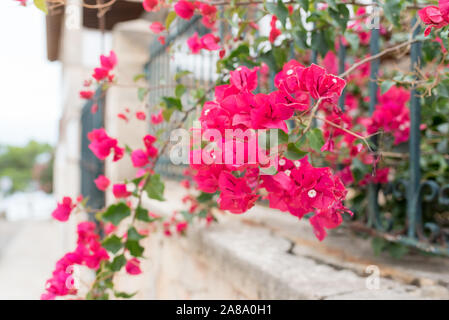 Spanish flowers on house wall red Stock Photo - Alamy