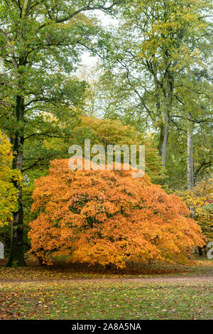 Maple (Acer), colourful autumn leaves on a maple, Germany Stock Photo ...
