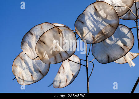 Honesty seed pods Stock Photo - Alamy