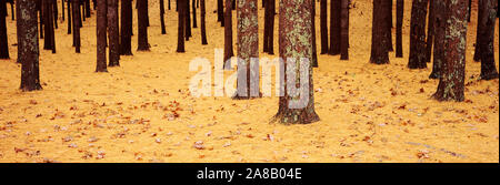 Cape Cod pine trees, Massachusetts, USA Stock Photo - Alamy
