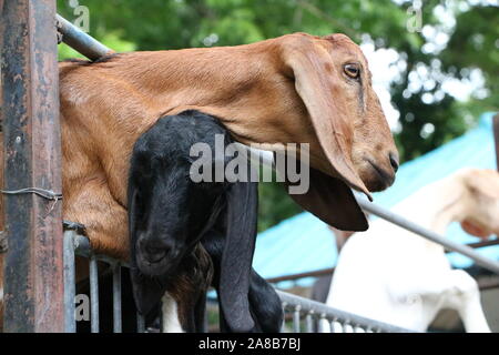 black goat, at a zoo Stock Photo - Alamy