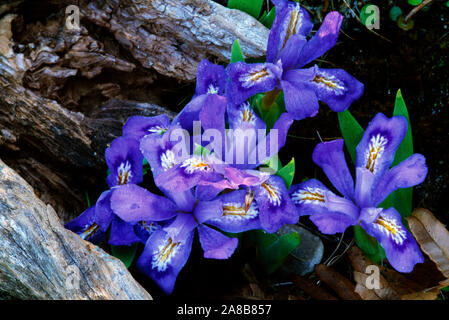 Dwarf Lake Iris, Iris lacustris Stock Photo - Alamy