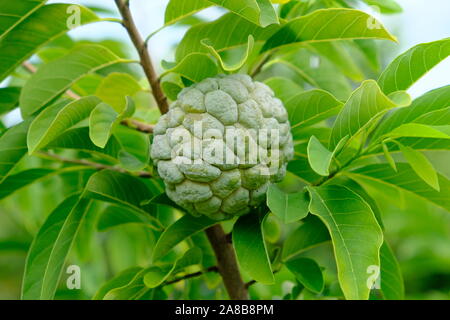 Indonesia Alor - custard apple tree with fruit Stock Photo - Alamy