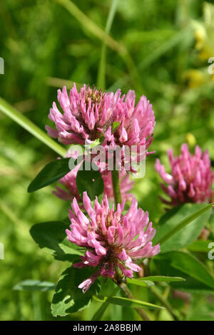 Clover or trefoil are common names for plants of the genus Trifolium ...
