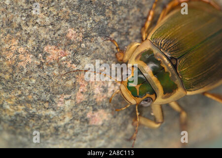 Highland great diving beetle Stock Photo - Alamy