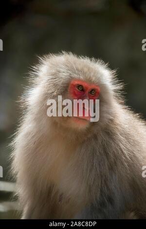 One Japanese macaque Macaca fuscata grooming another. Jigokudani Monkey ...
