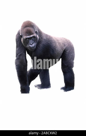 Silverback Gorilla Stance Stock Photo - Alamy
