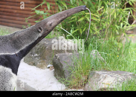 giant anteater (Myrmecophaga tridactyla), female anteater carrying her ...