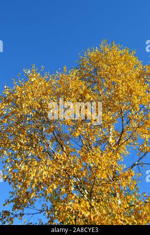 autumn scenes in Ontario forests Stock Photo - Alamy