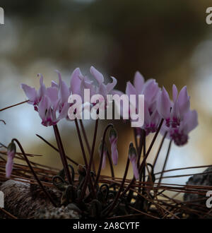 wild pink cyclemen blossom adorable Stock Photo - Alamy