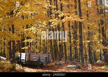 autumn scenes in Ontario forests Stock Photo - Alamy
