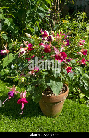 Purple flowers bush grow in the spring garden. Spring summer floral ...