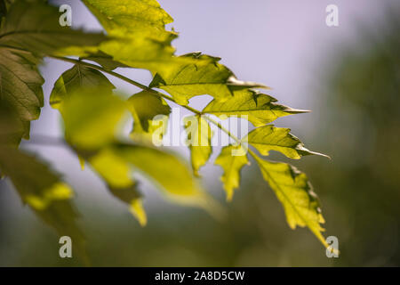 Serrate leaf. Closeup of a green leaf with serrated edge. Serrated leaf ...