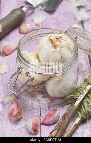 Allium sativum 'Lautrec Wight' garlic. Young autumn sown garlic plants ...