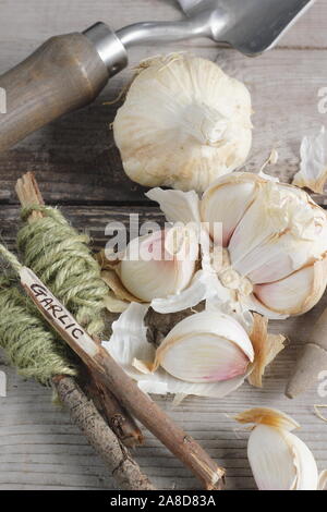 Allium sativum var. ophioscorodon 'Lautrec Wight'. Preparing to sow ...