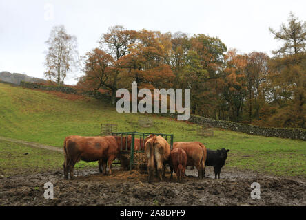 Cows feeding on hay in field UK Stock Photo - Alamy