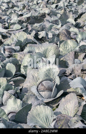 Field with red cabbage in the Netherlands Stock Photo - Alamy
