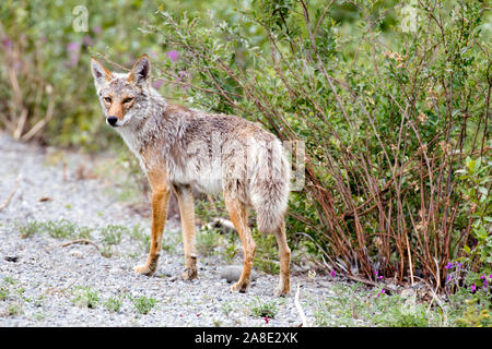 Coyote in The Yukon Territories Canada Stock Photo - Alamy