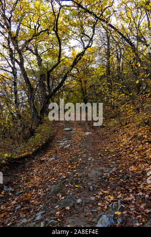 Forest pathway in autumnal Caucasus mountan in Tianeti area in Georgia ...