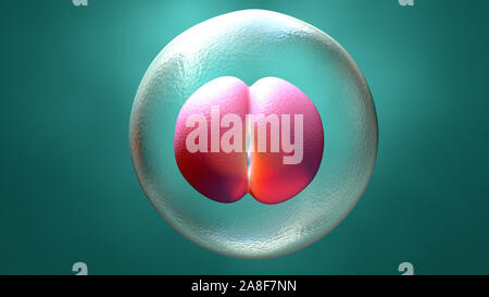 Two-cell embryo, Embryonic development Stock Photo - Alamy