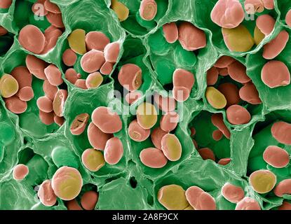 Starch grains., SEM Stock Photo - Alamy