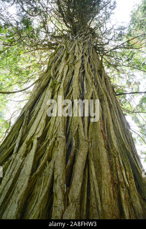 Looking up at tall tree trunk with green foliage.Zirou Lake, Preveza ...