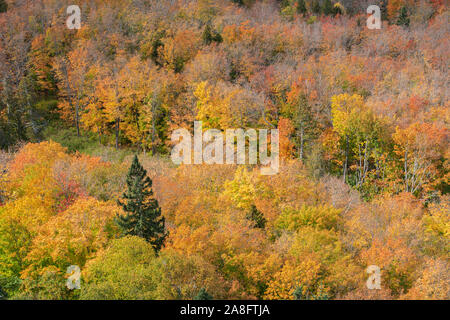 Mixed Coniferous Deciduous Forest of White Birch Maples Fir & Spruce ...