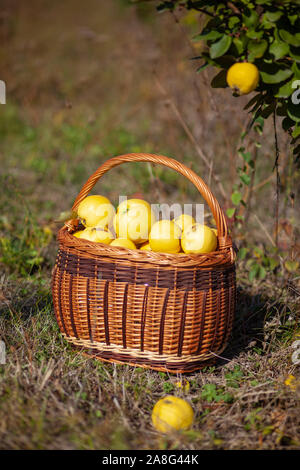still life with quince and wicker basket. vitamins. harvest ripe fruit ...